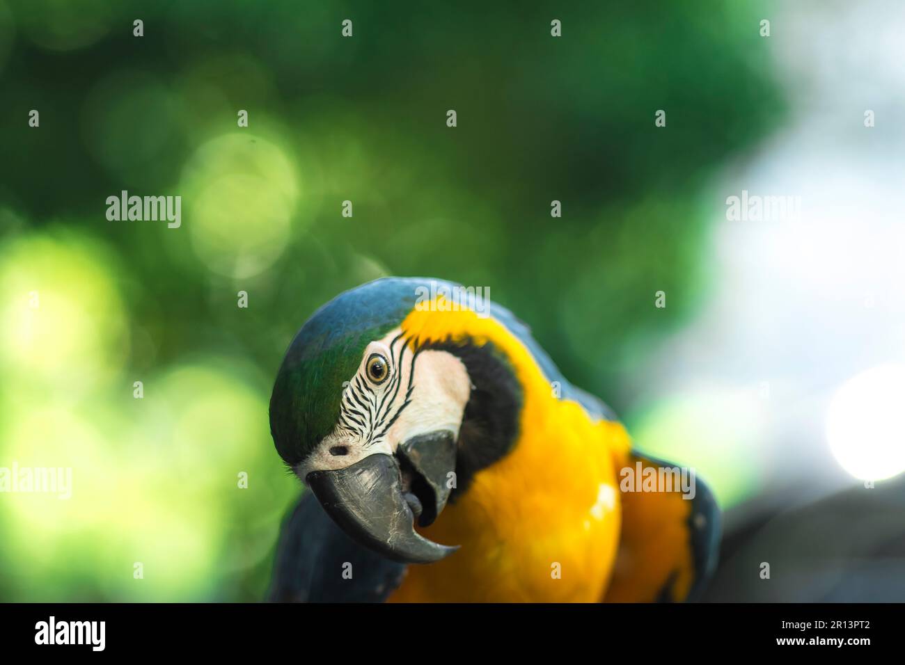 Parrot, Budgies are beautiful Close-up of parrot perching against black ...