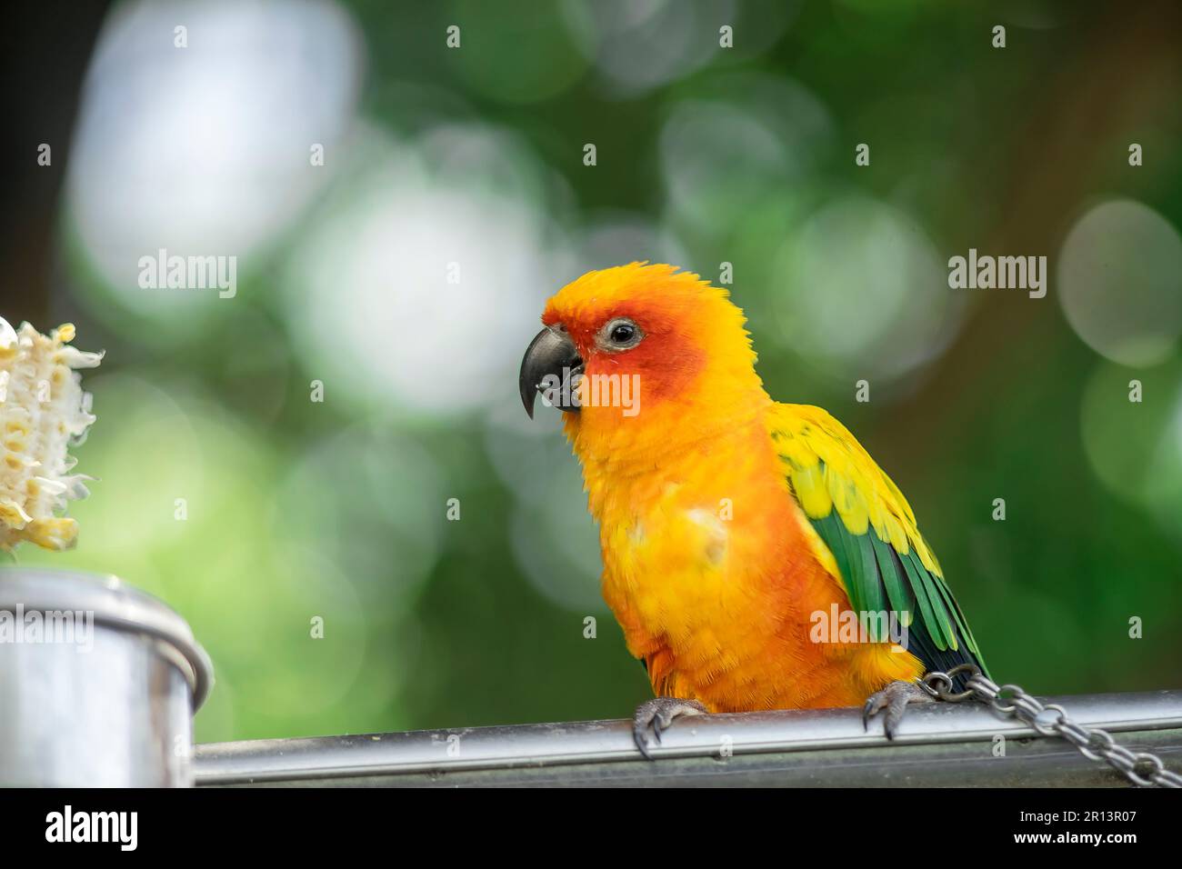 Parrot, Budgies are beautiful Close-up of parrot perching against black ...