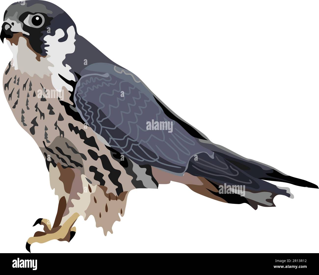 Goshawk Bird Animal Vector Stock Vector Image & Art - Alamy