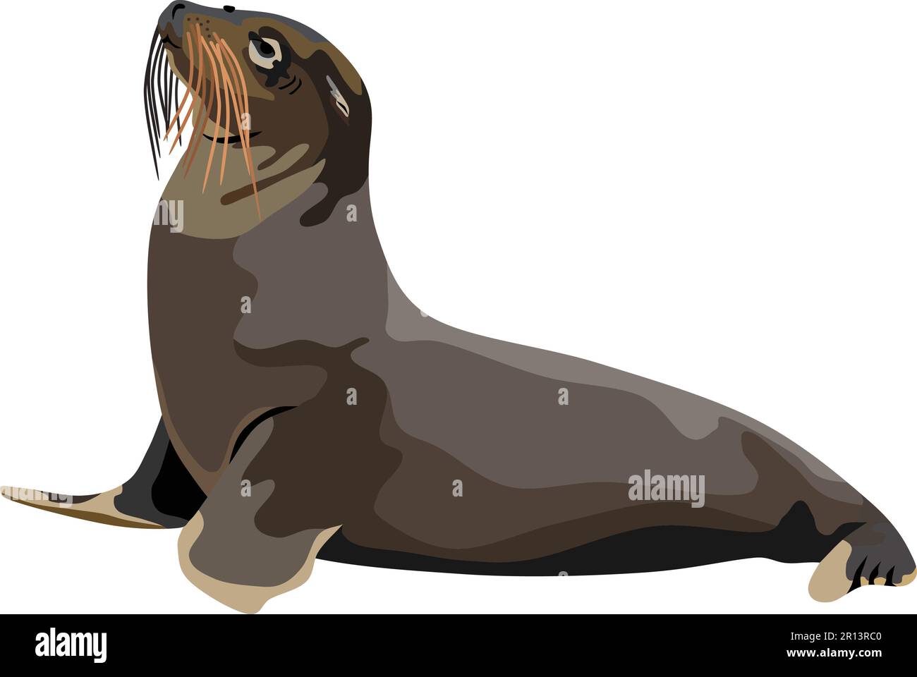Seals Mammalia Animal Vector Stock Vector Image & Art - Alamy