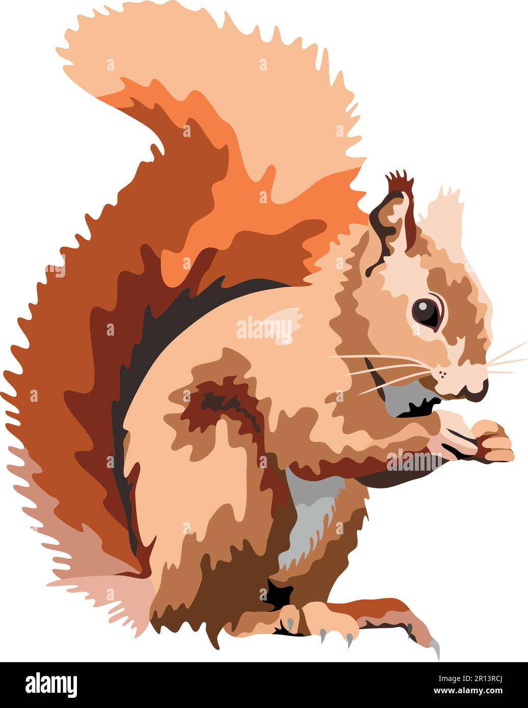 Squirrel Mammal Animal Vector Stock Vector Image & Art - Alamy