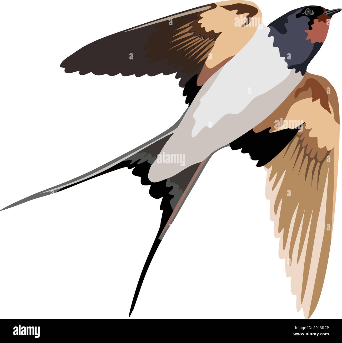 Swallow Bird Animal Vector Stock Vector Image & Art - Alamy