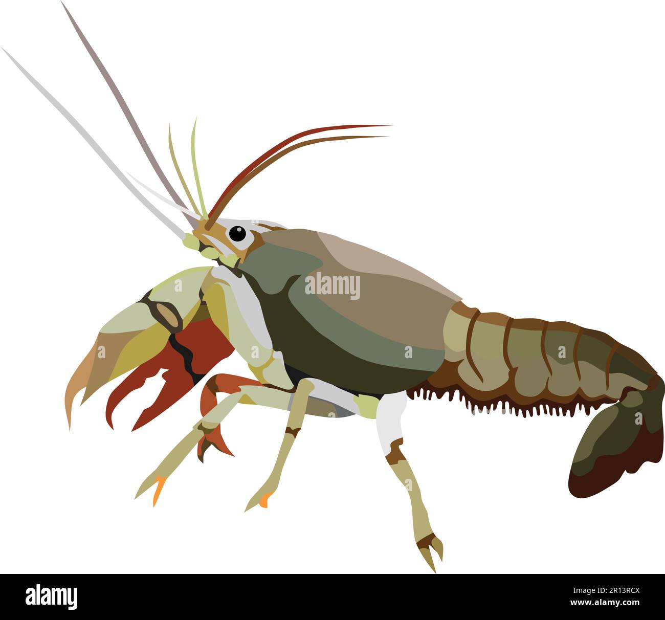 Lobster Crustacean Animal Vector Stock Vector Image & Art - Alamy
