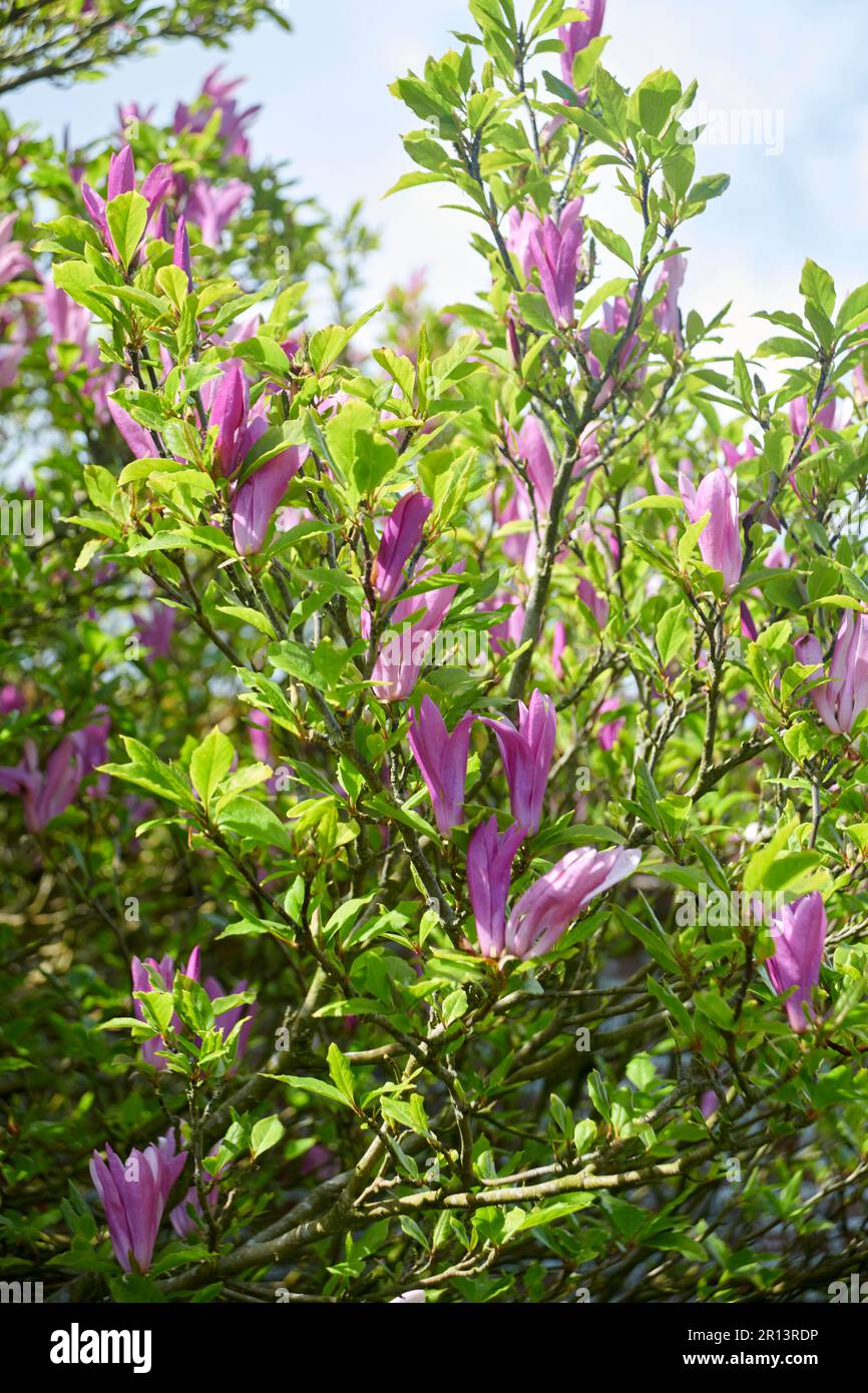 Lily Magnolia (Magnolia liliiflora ) "Susan" flowering in the spring ...