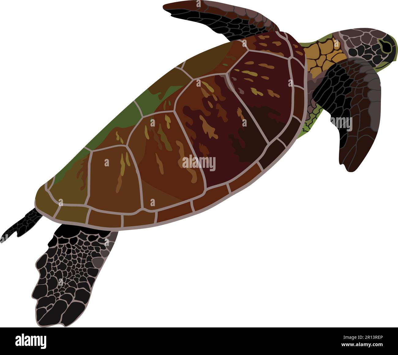 Anatomy of turtles Stock Vector Images - Alamy