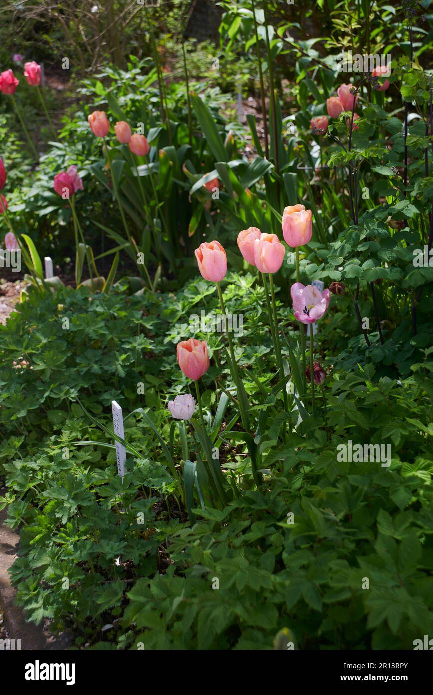 Early Spring flowers in an English Elizabethan Walled Garden, East ...