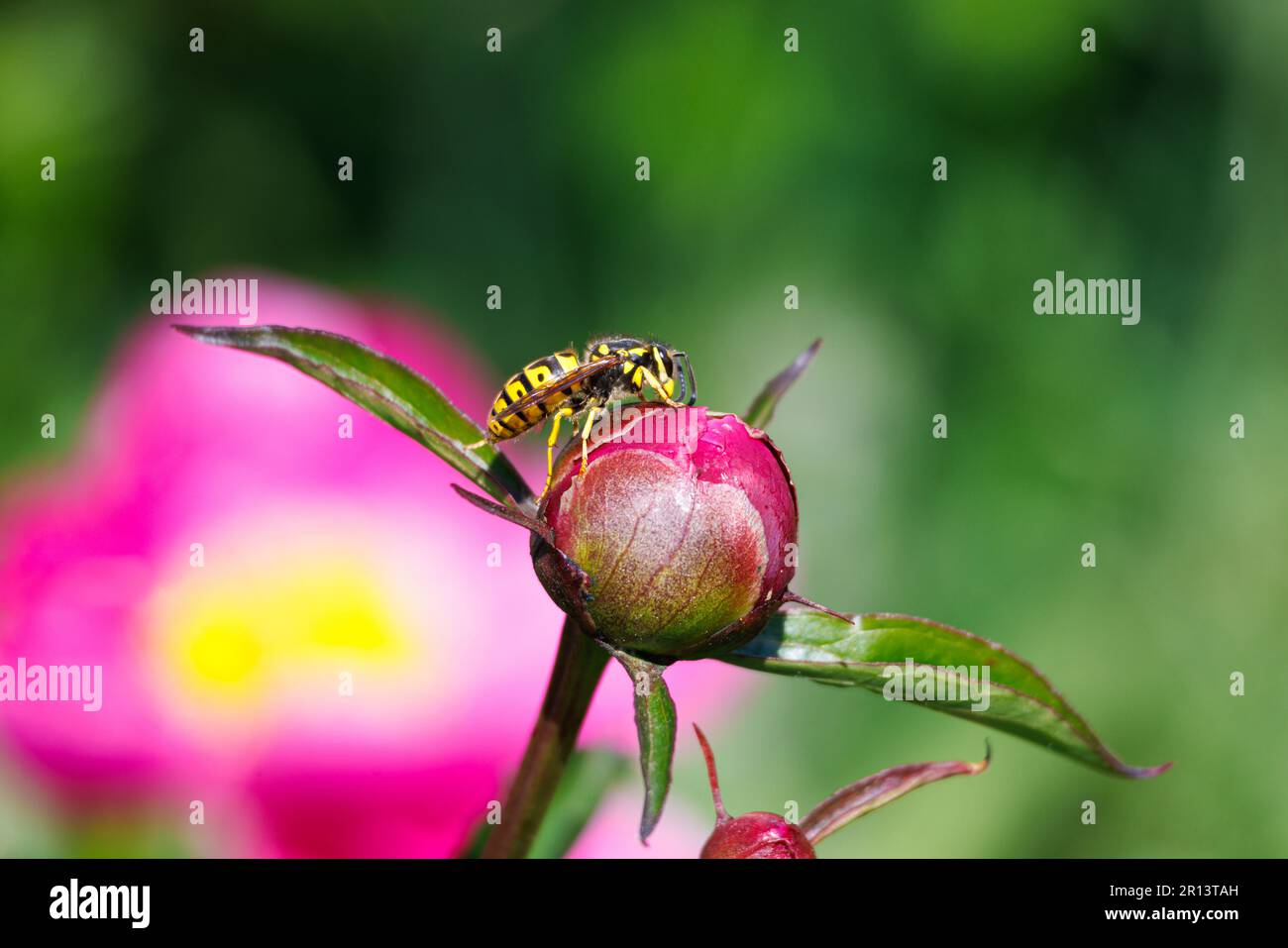 Macro photography of a wasp on a flower Stock Photo - Alamy