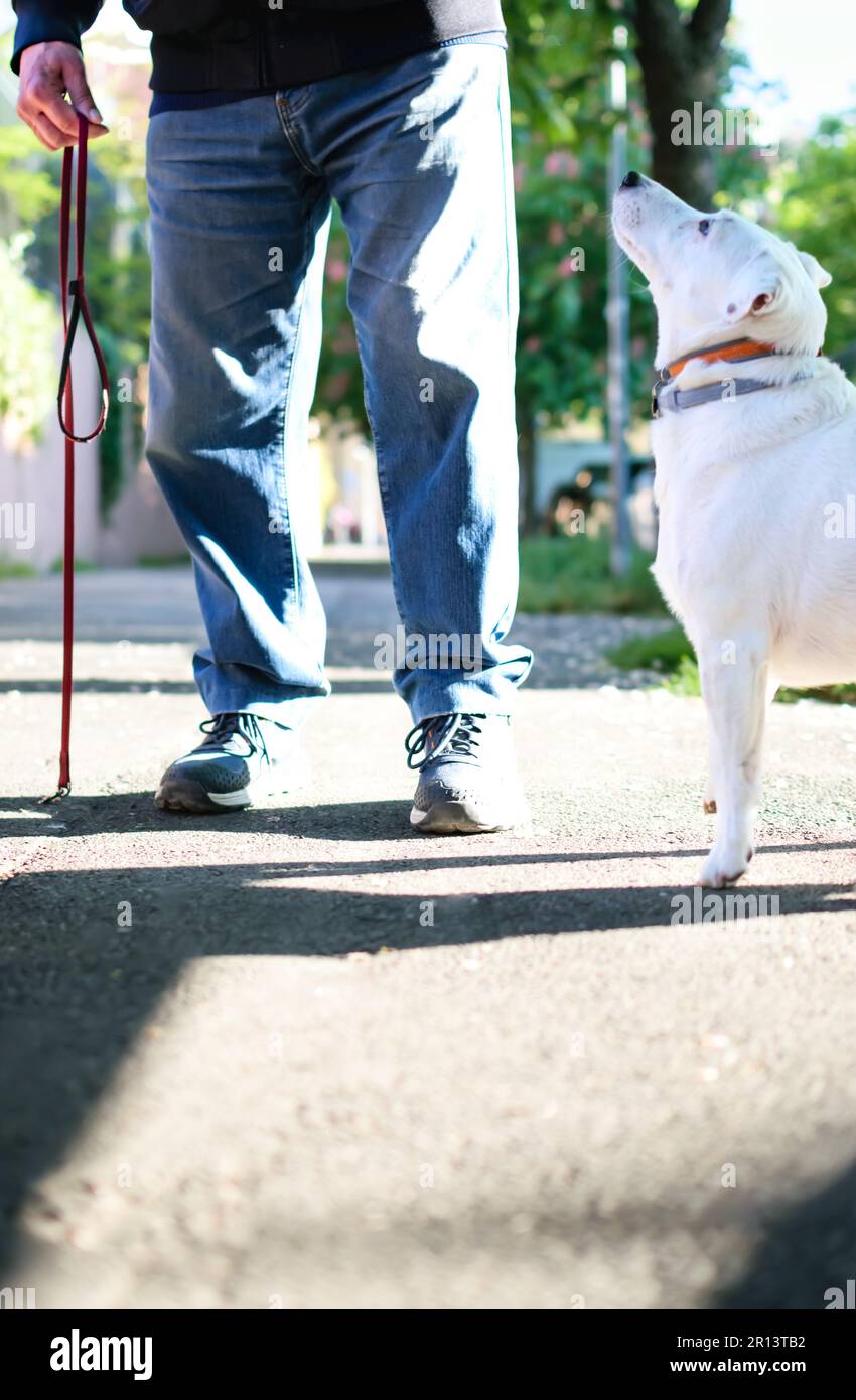 White dog in urban environment waiting next to his owner's feet Stock ...