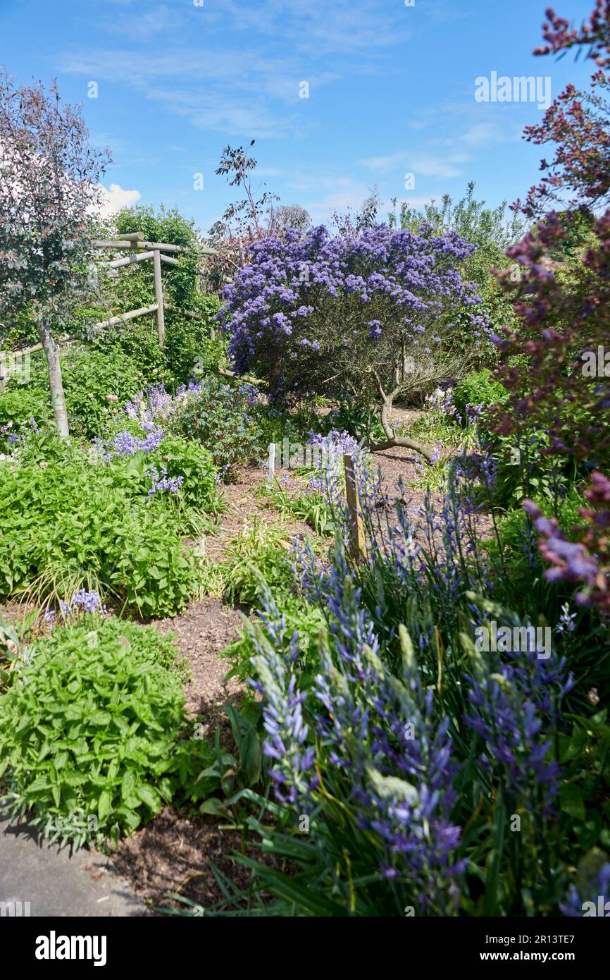 Early Spring flowers in an English Elizabethan Walled Garden, East ...