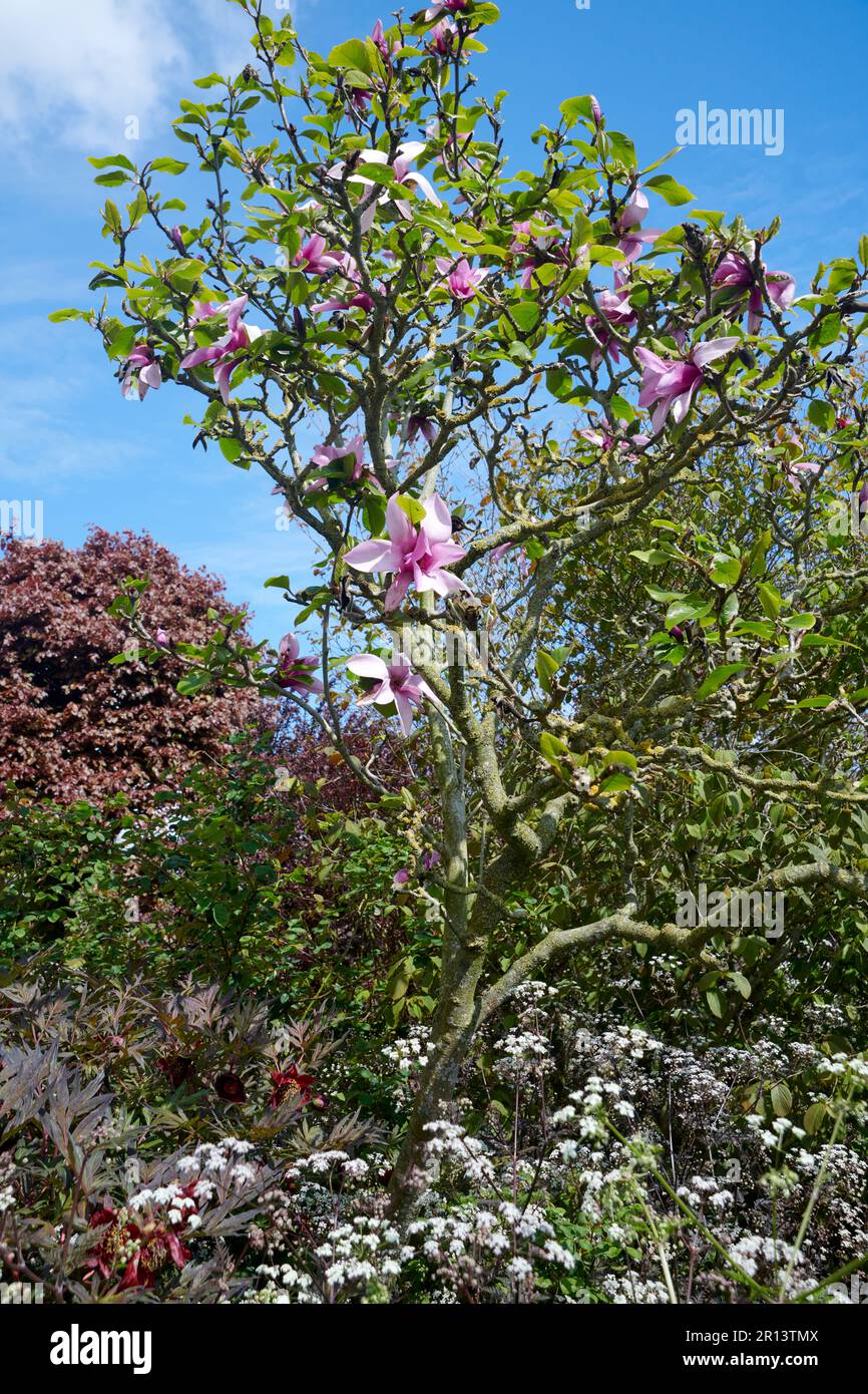 Magnolia Susan ( Magnolia soulangeana) flowering in the bright spring ...