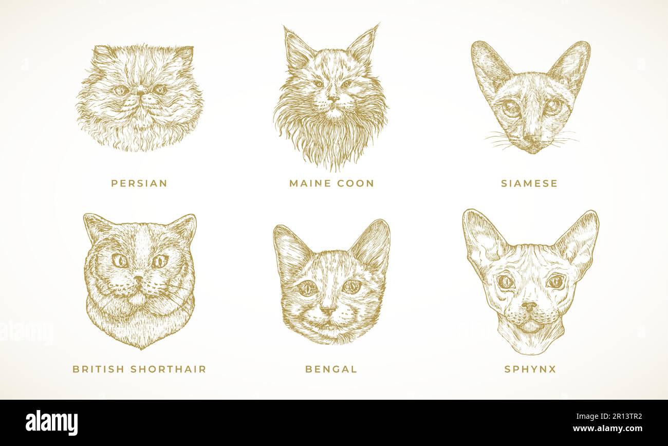 Cat Breeds Illustrations Collection. Hand Drawn Bengal, Sphynx, Siamese ...
