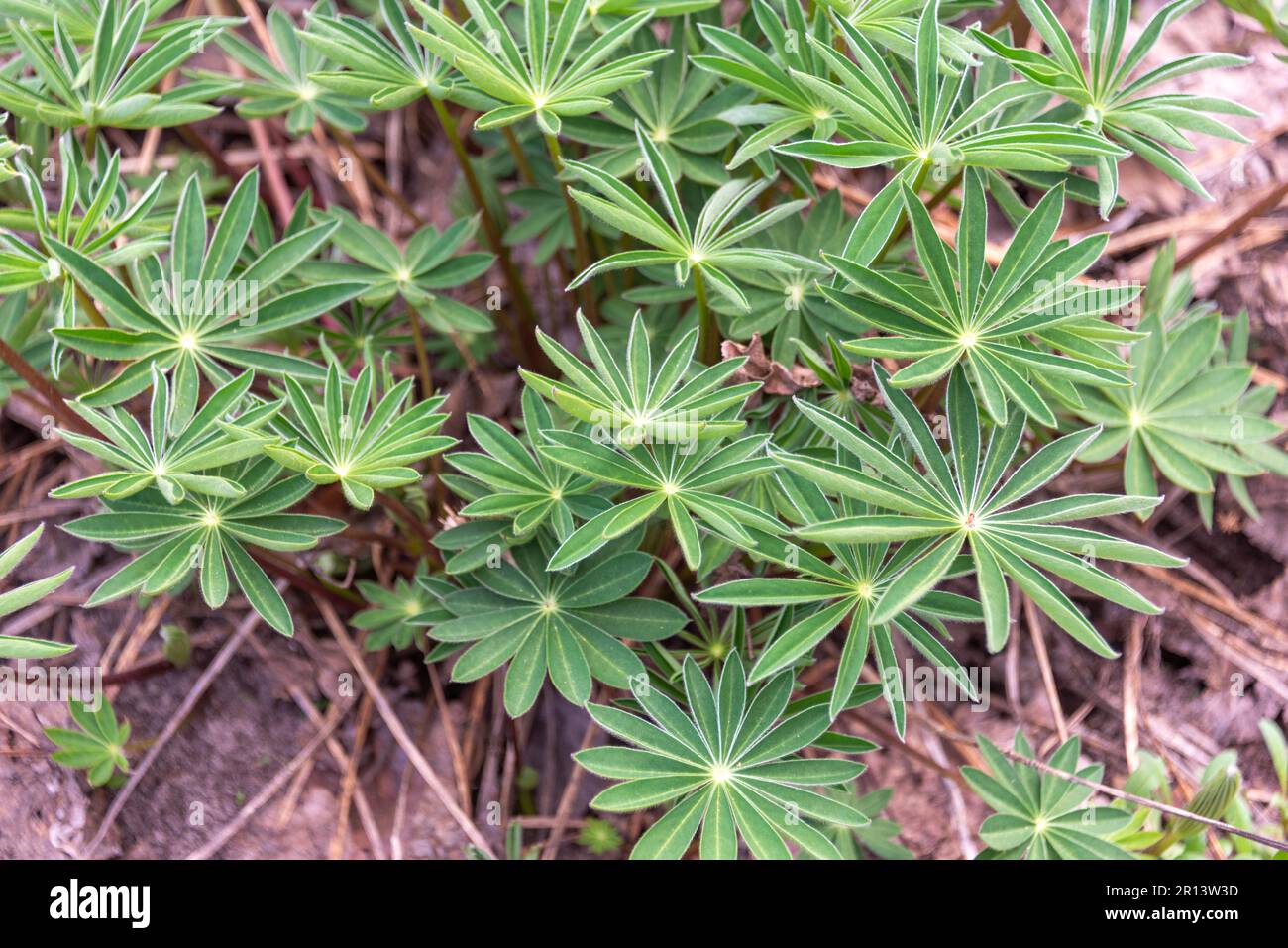 Lupine perennial lat. Lupinus perennis is a species of herbaceous ...