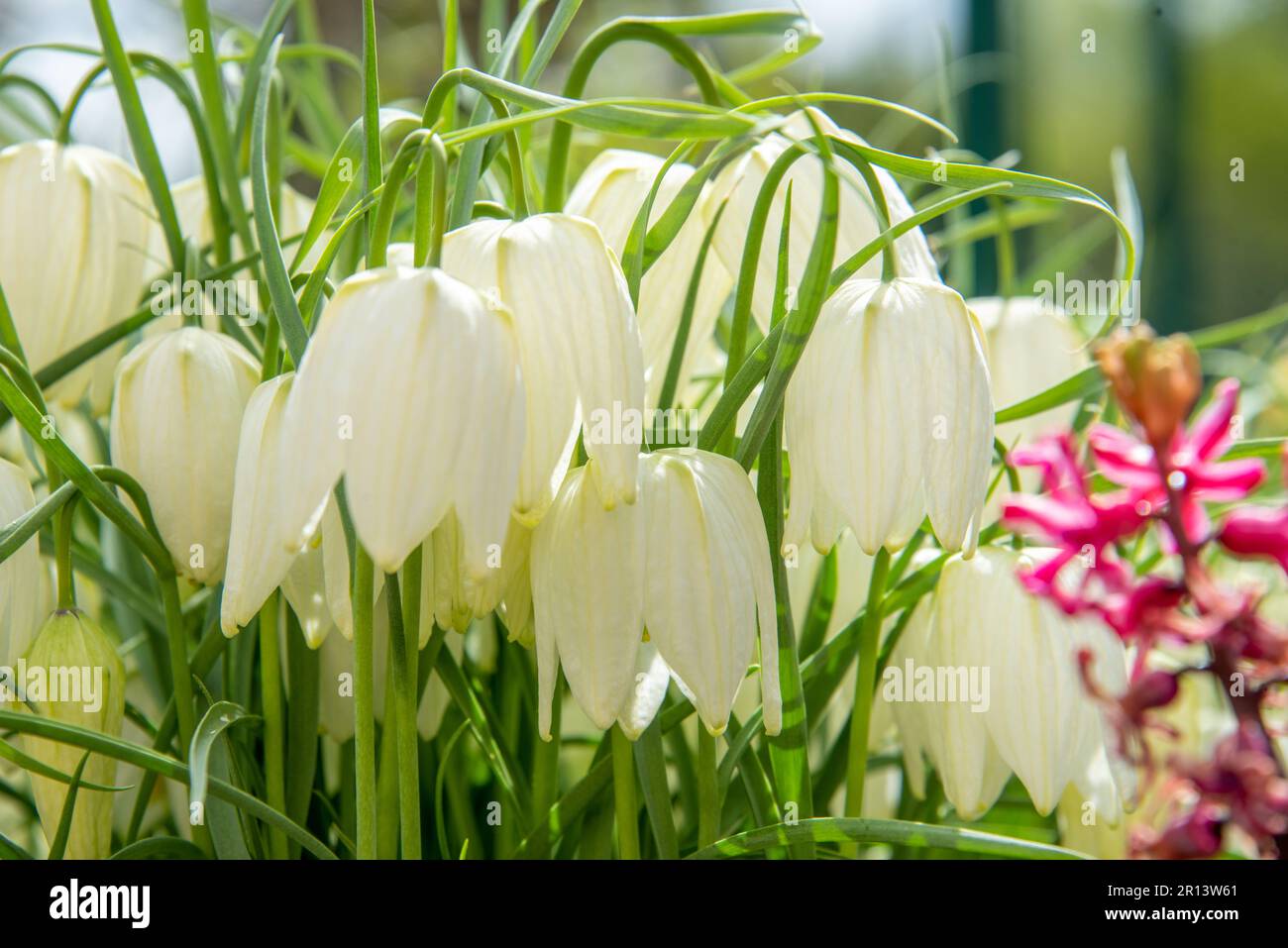 Soft focus blooming flower buds grouse lat. Fritillaria is a genus of ...