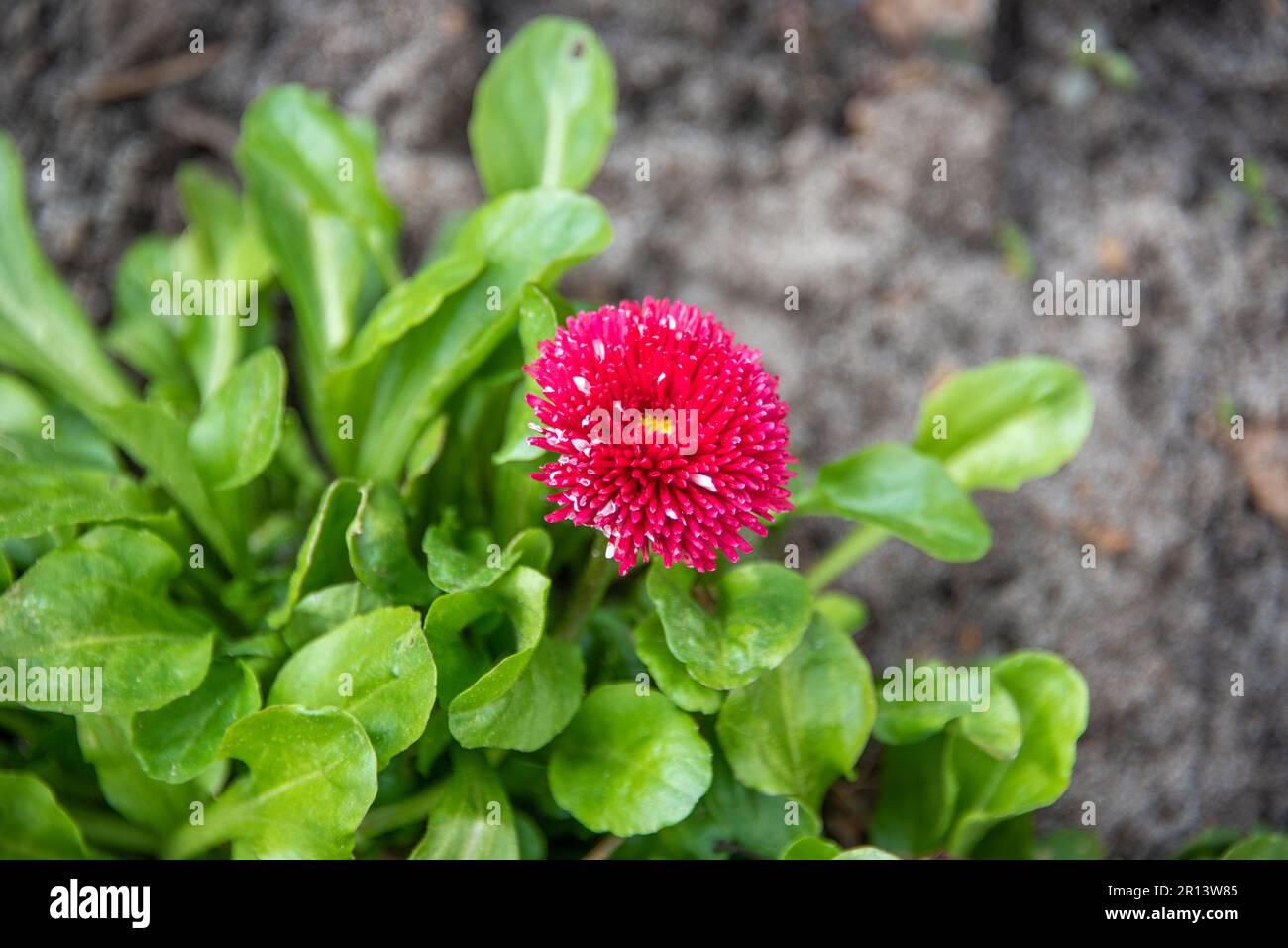 Daisy perennial lat. Bellis perennis is a perennial herbaceous plant, a ...