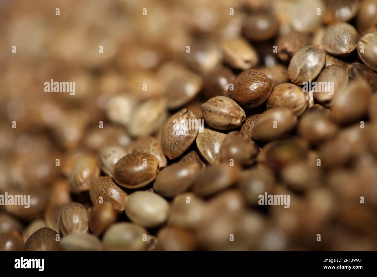 Medical marihuana seeds close up modern background high quality ...