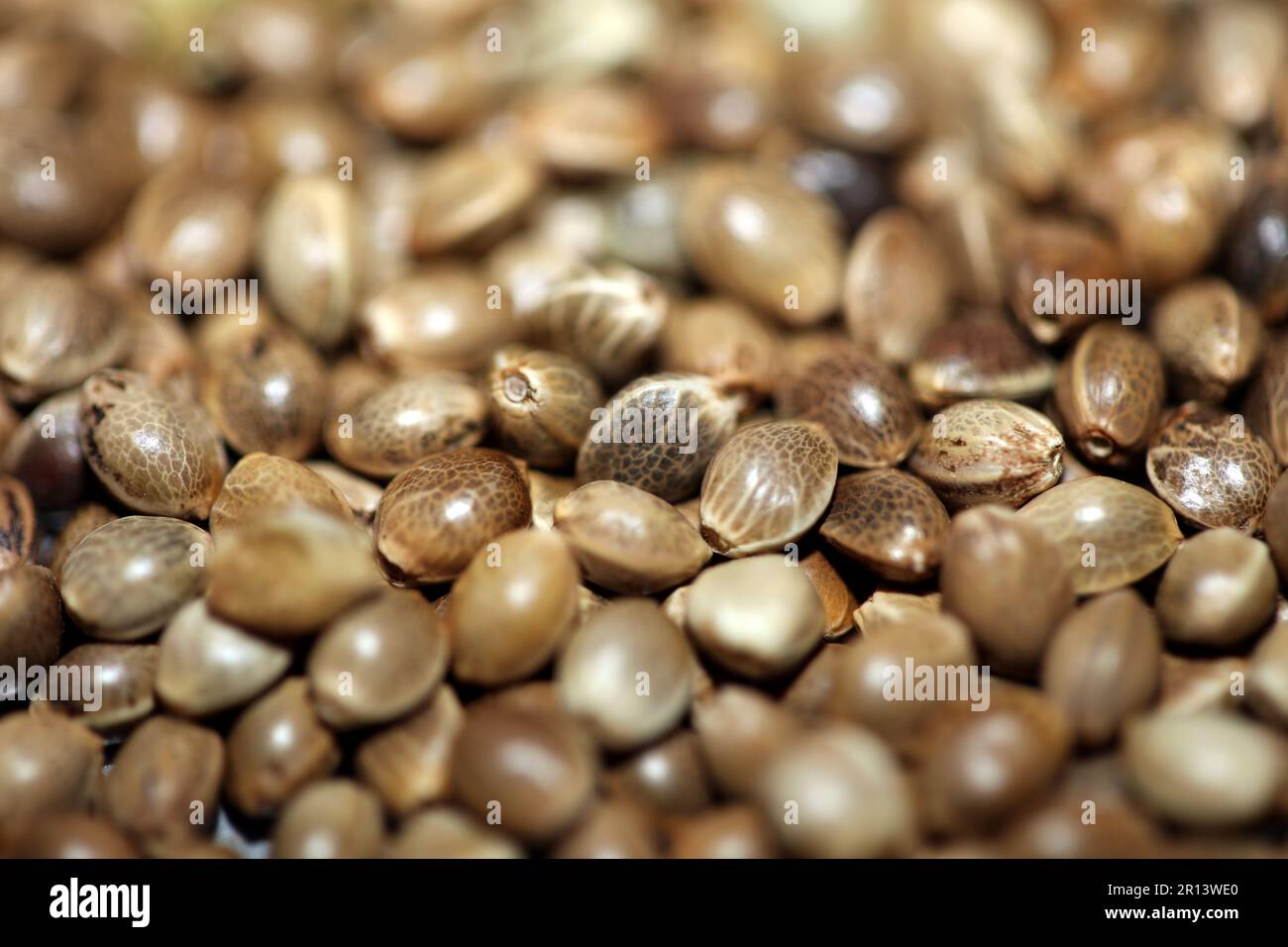 Medical marihuana seeds close up modern background high quality ...