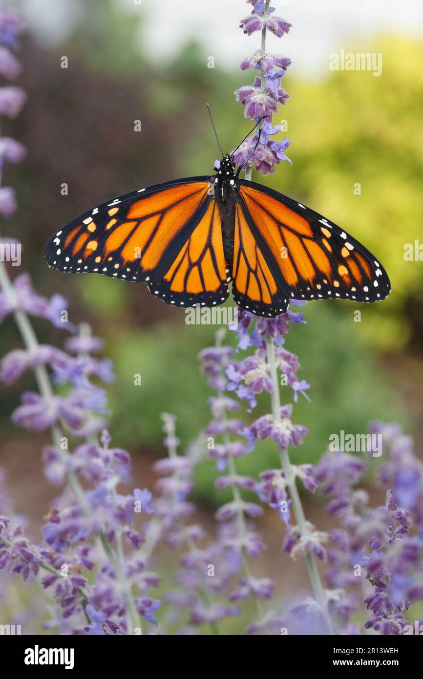 Newly hatched Monarch butterfly drying on Russian Sage Stock Photo - Alamy