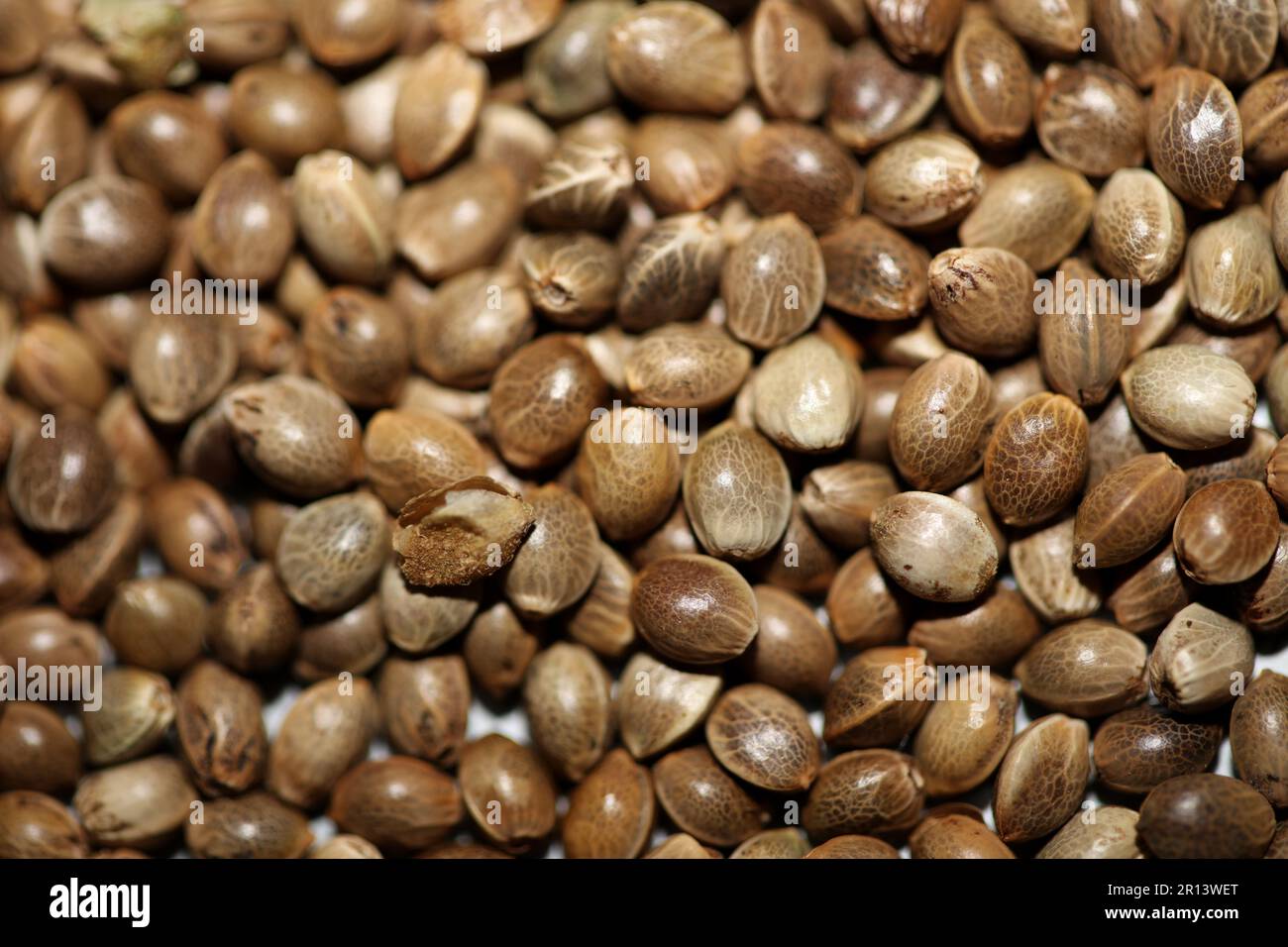 Medical marihuana seeds close up modern background high quality ...