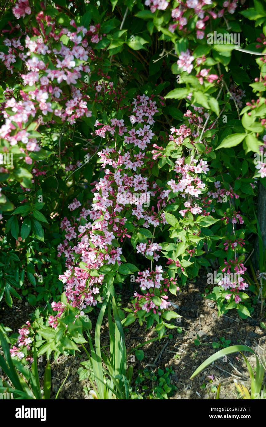 Old Fashioned weigela (Weigela florida) flowering during the spring ...