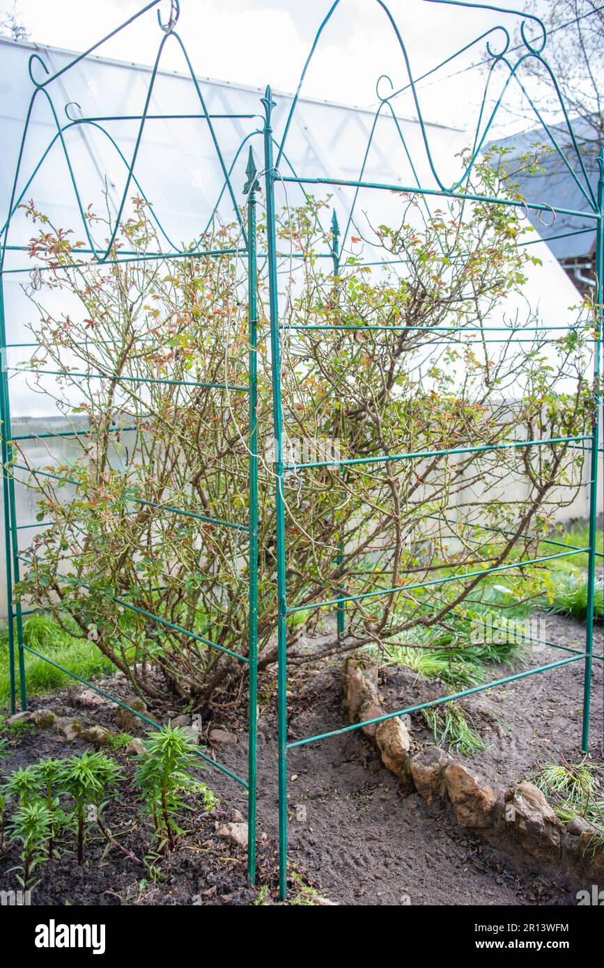 Spray roses hi-res stock photography and images - Alamy