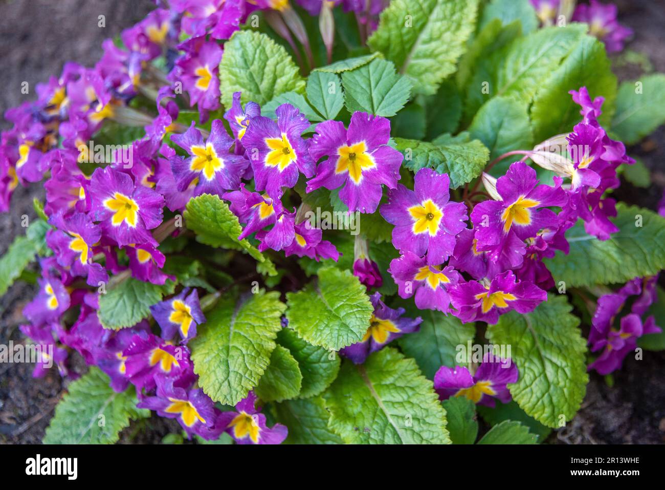 Primrose or primrose lat. Pr mula is a genus of plants from the ...