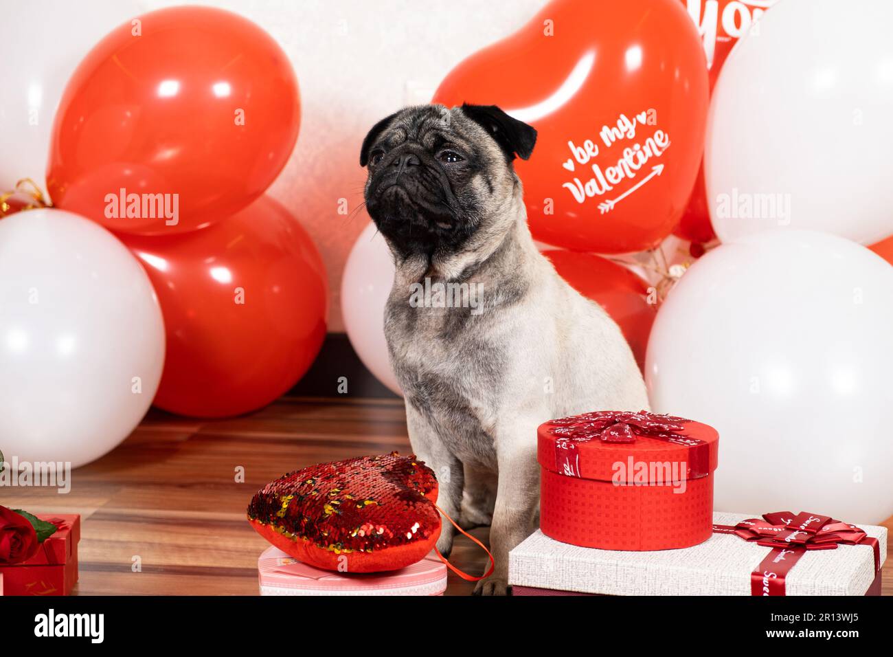 A cute pug celebrates Valentine's Day among balls and gift boxes. Pets ...