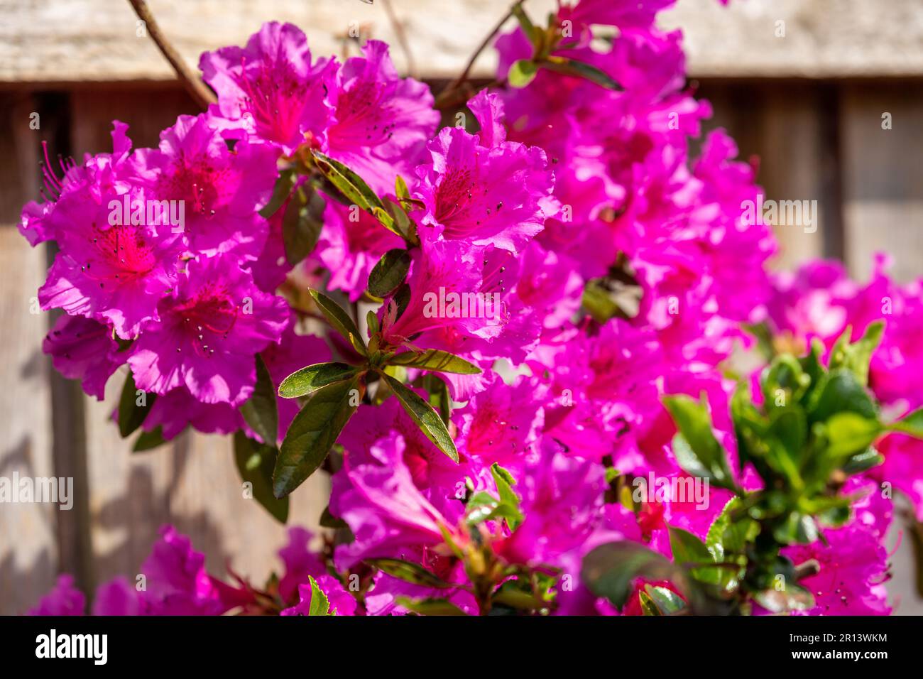 Azalea Japonica Purple - Japanese Evergreen Stock Photo - Alamy