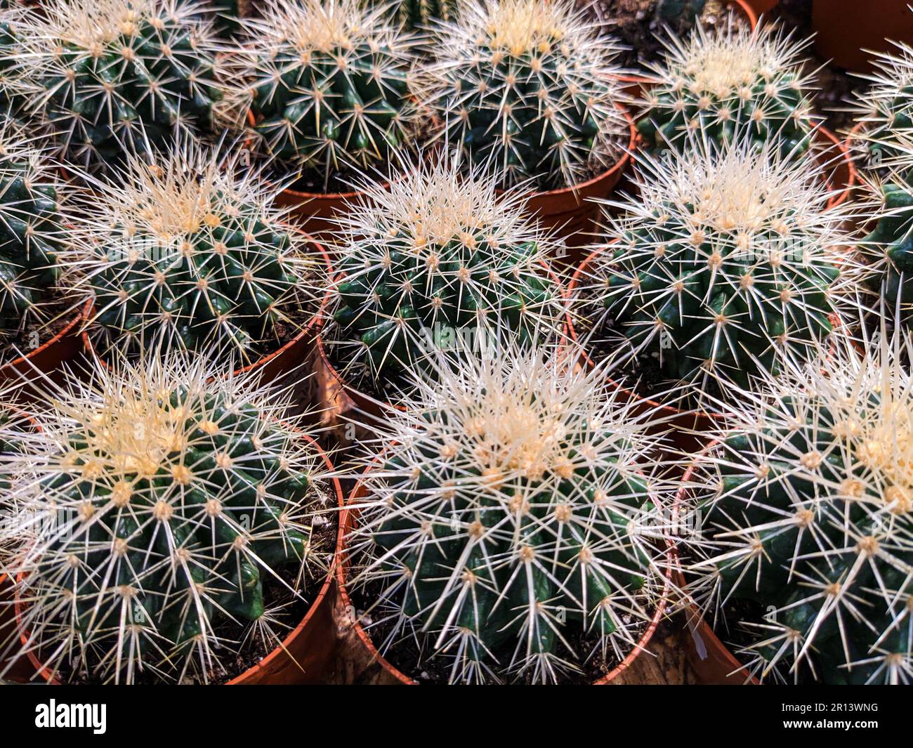 Top view cactus echinocactus hi-res stock photography and images - Alamy