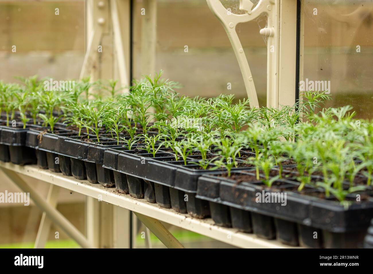 Cosmos seedlings hi-res stock photography and images - Alamy