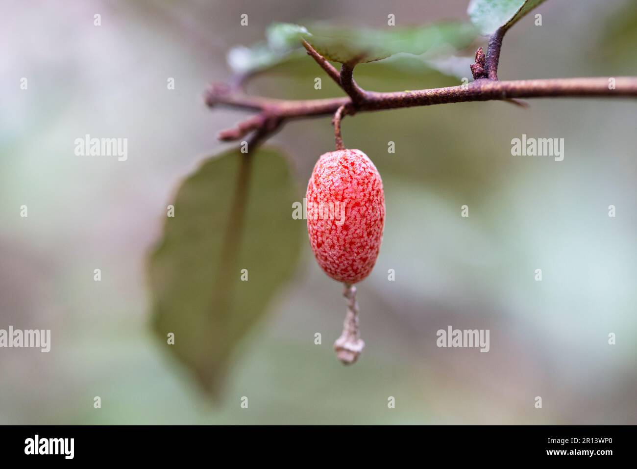 Elaeagnus pungens is a species of flowering plant in the family ...