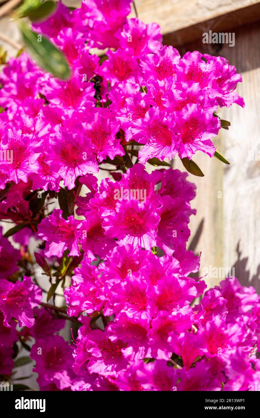 Azalea japonica purple hi-res stock photography and images - Alamy