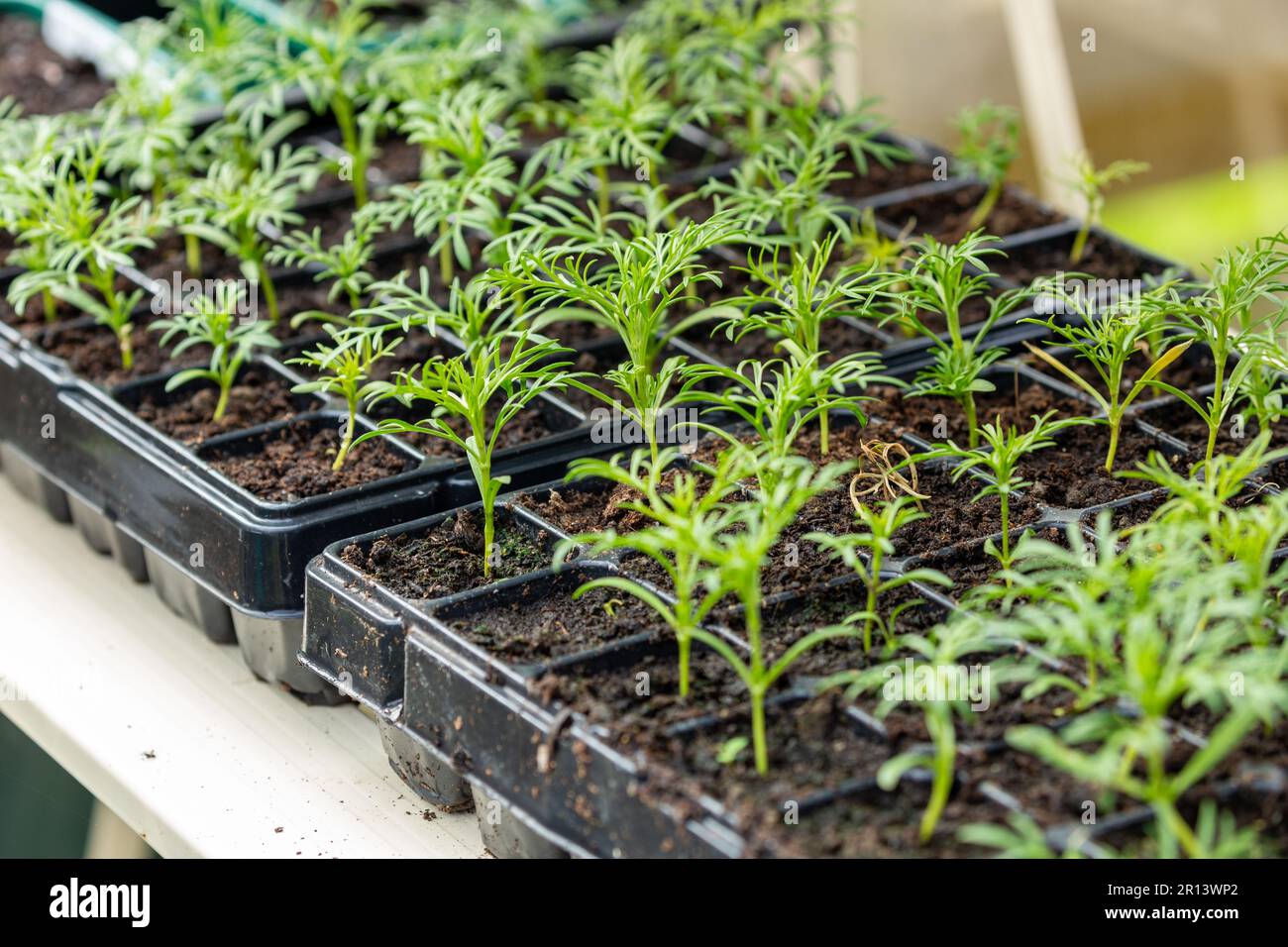 Cosmos seedlings hi-res stock photography and images - Alamy