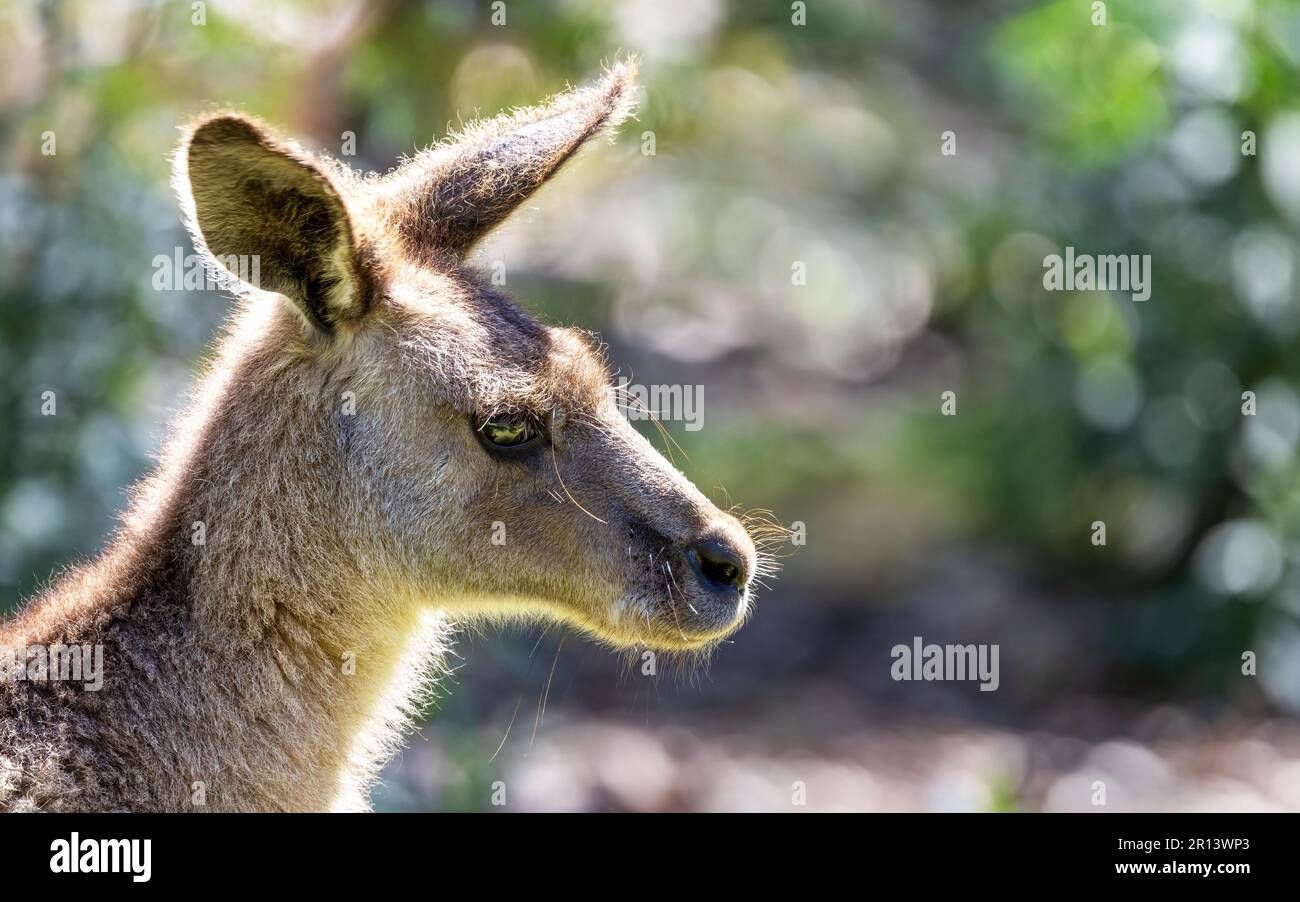 Forester kangaroo, Macropus giganteus, also known as the eastern grey or great grey kangaroo ...
