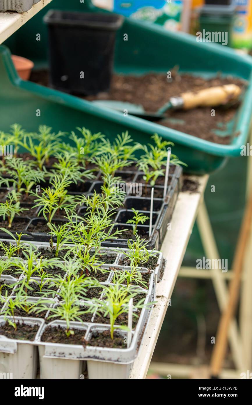Cosmos seedlings hi-res stock photography and images - Alamy