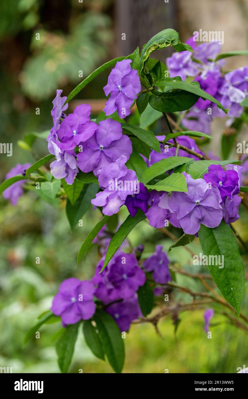 Brunfelsia pauciflora is a species of flowering plant in the family ...