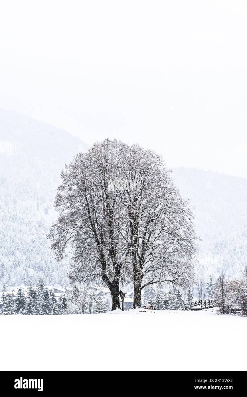 Large deciduous tree hi-res stock photography and images - Alamy
