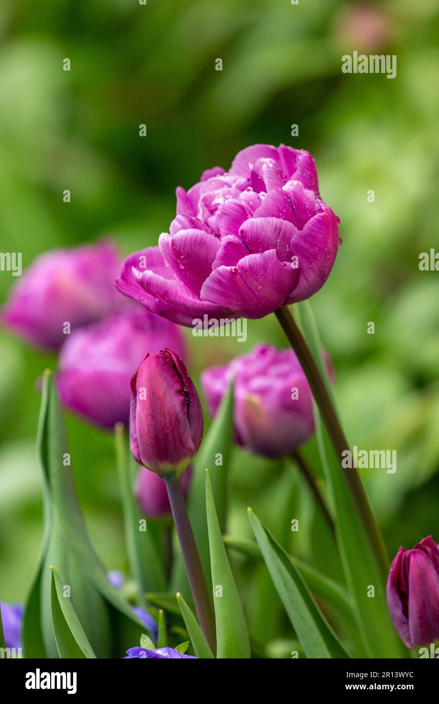 Tulip Blue Diamond Stock Photo - Alamy