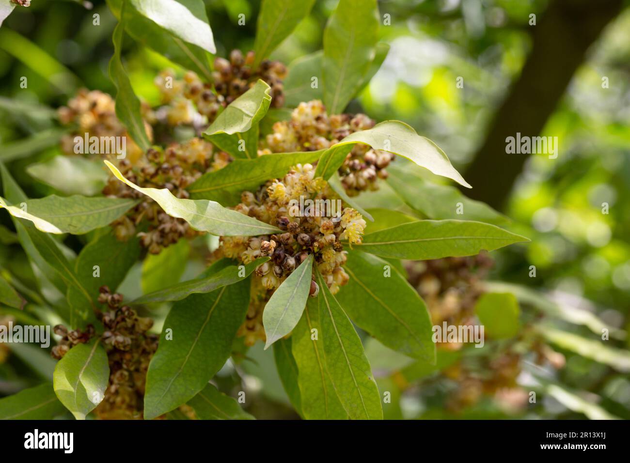 Laurus nobilis flowers, Grecian laurel or sweet true laurel is an ...