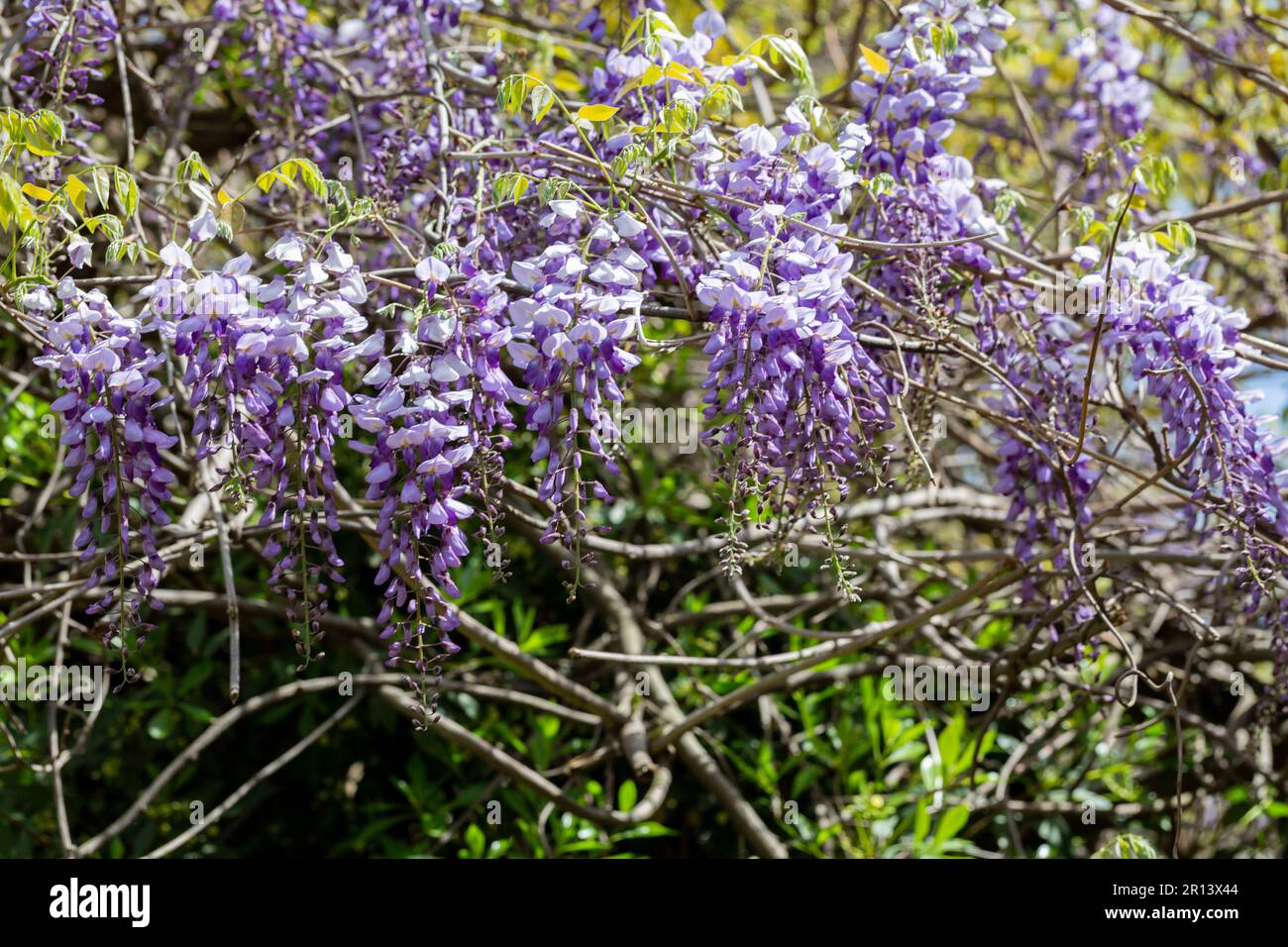 Blooming violet Wisteria Sinensis. Beautiful Prolific tree with scented ...