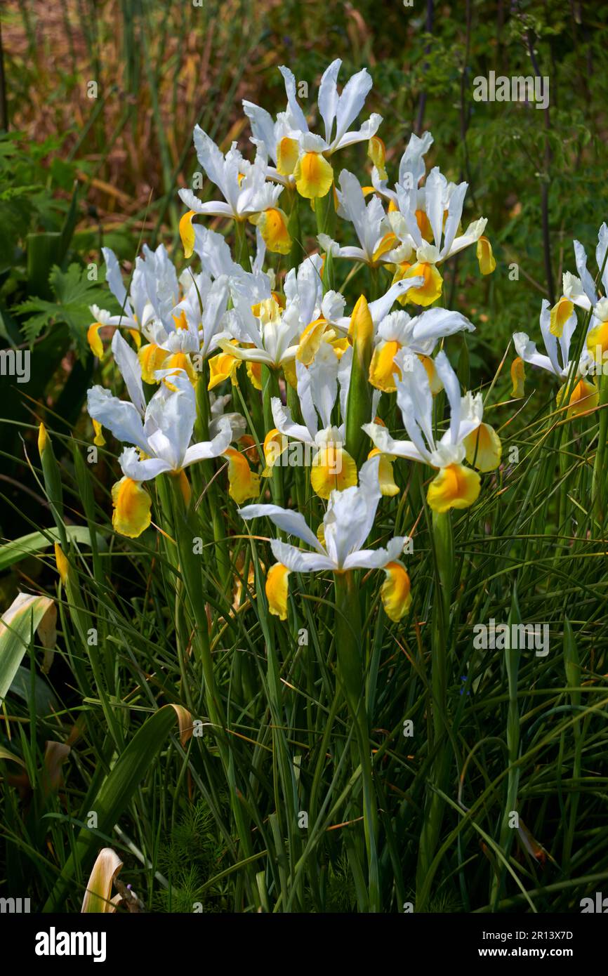 White and Yellow Dutch Iris (Iris hollandica Stock Photo - Alamy