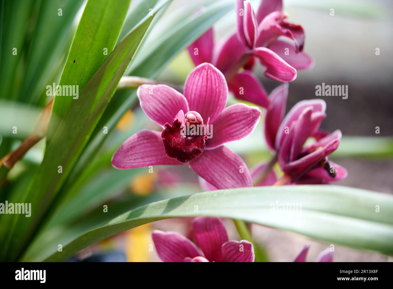 Growing cymbidium hi-res stock photography and images - Alamy