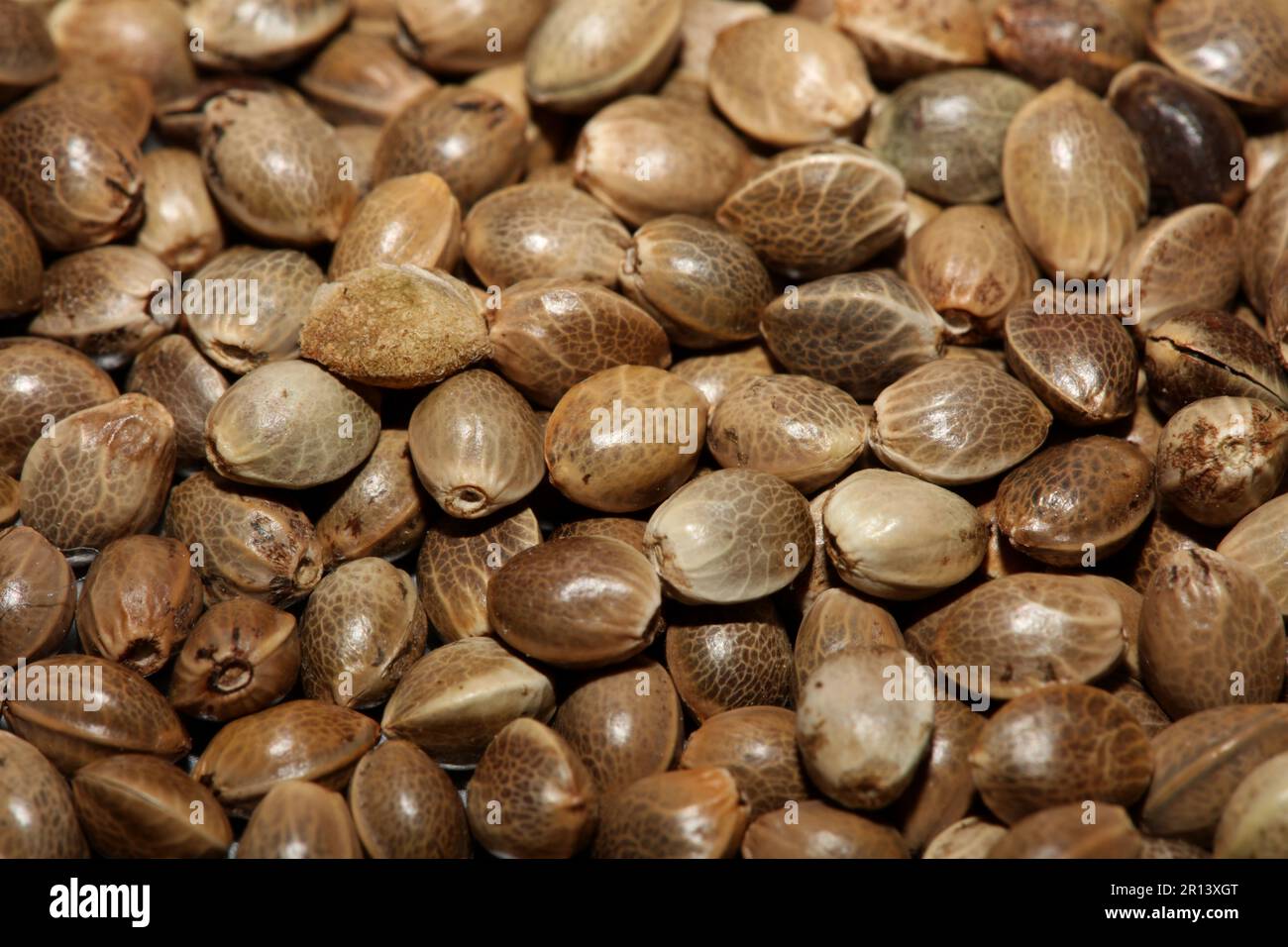 Medical marihuana seeds close up modern background high quality ...