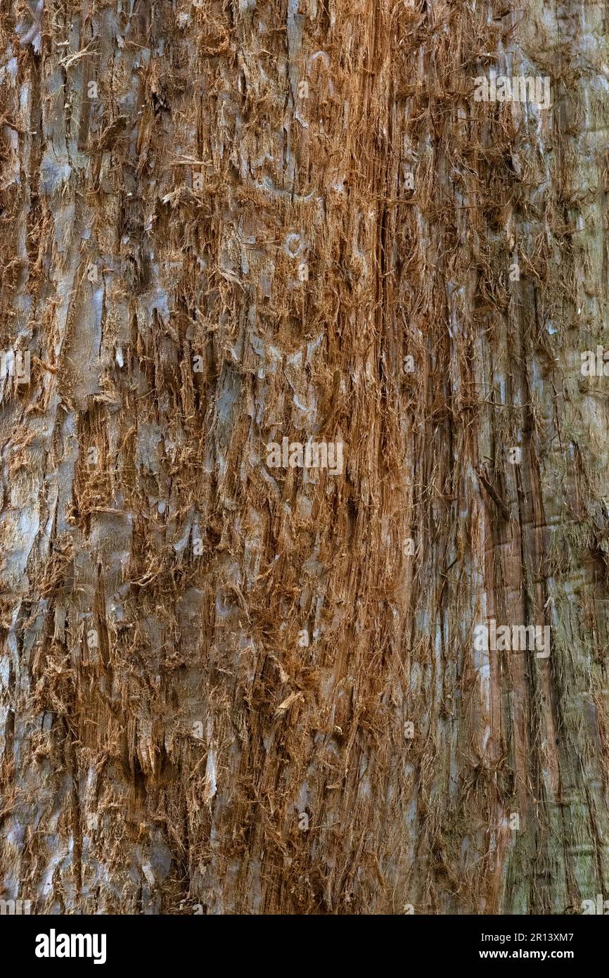 Bark of Redwood tree for use as a background texture Stock Photo - Alamy
