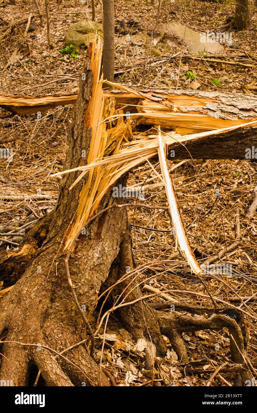 Broken tree trunk hi-res stock photography and images - Alamy