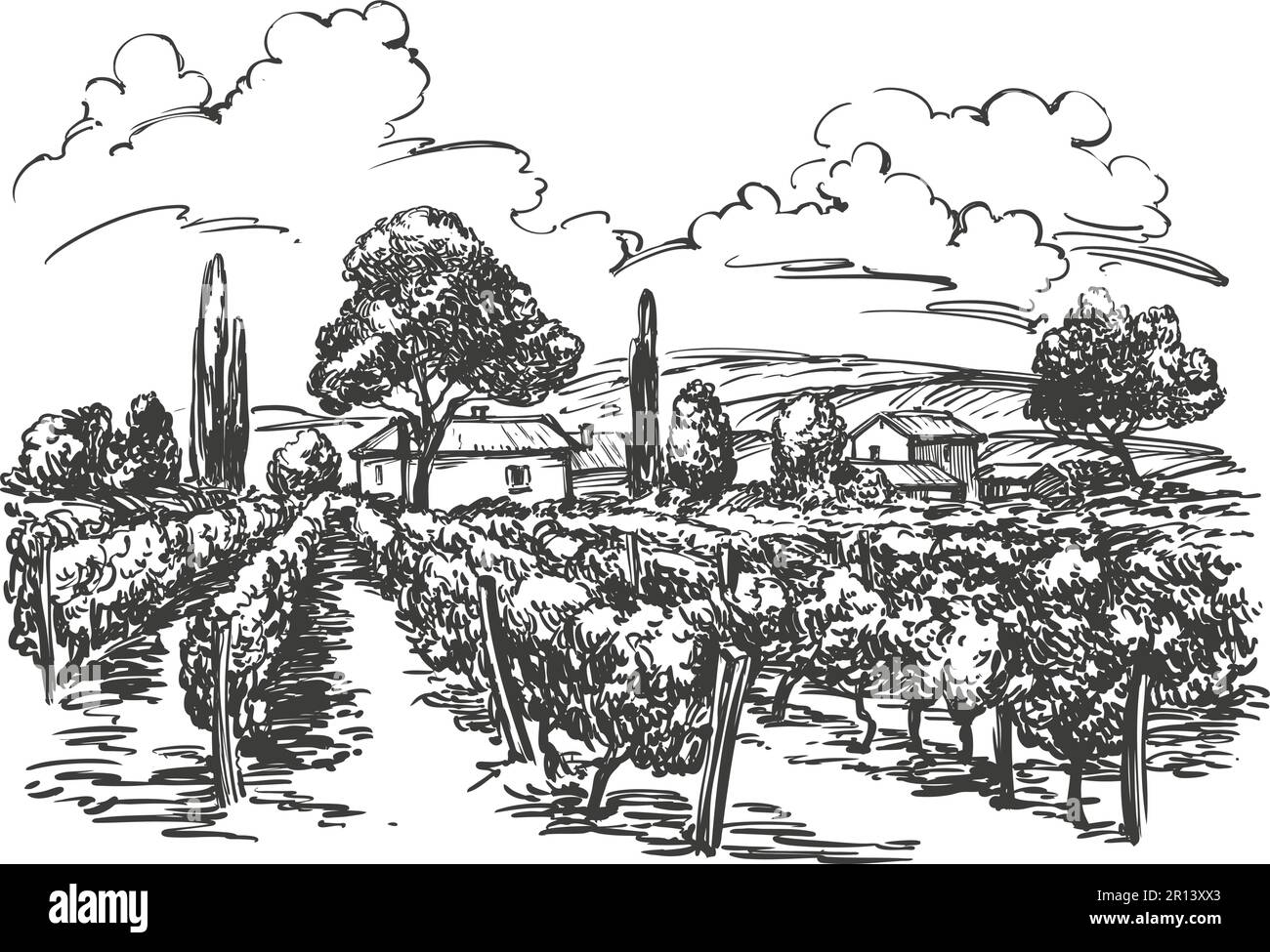 summer landscape, Provence, grape vine, Vineyard, hand drawn vector illustration realistic ...