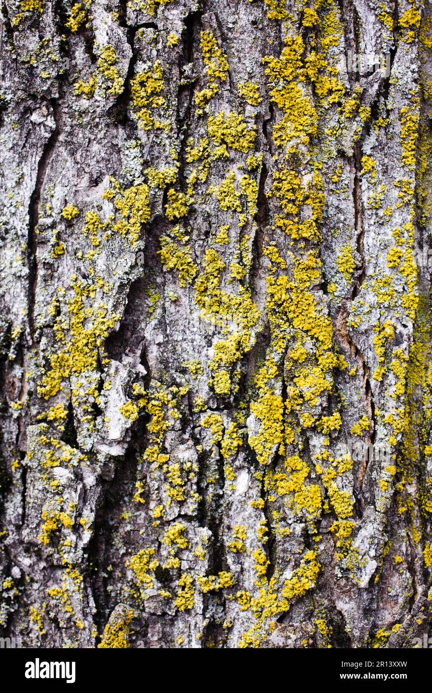 Moss tree bark canada hi-res stock photography and images - Alamy