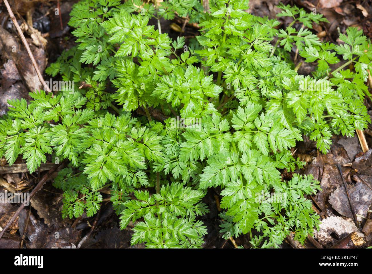 Spring fern hi-res stock photography and images - Alamy