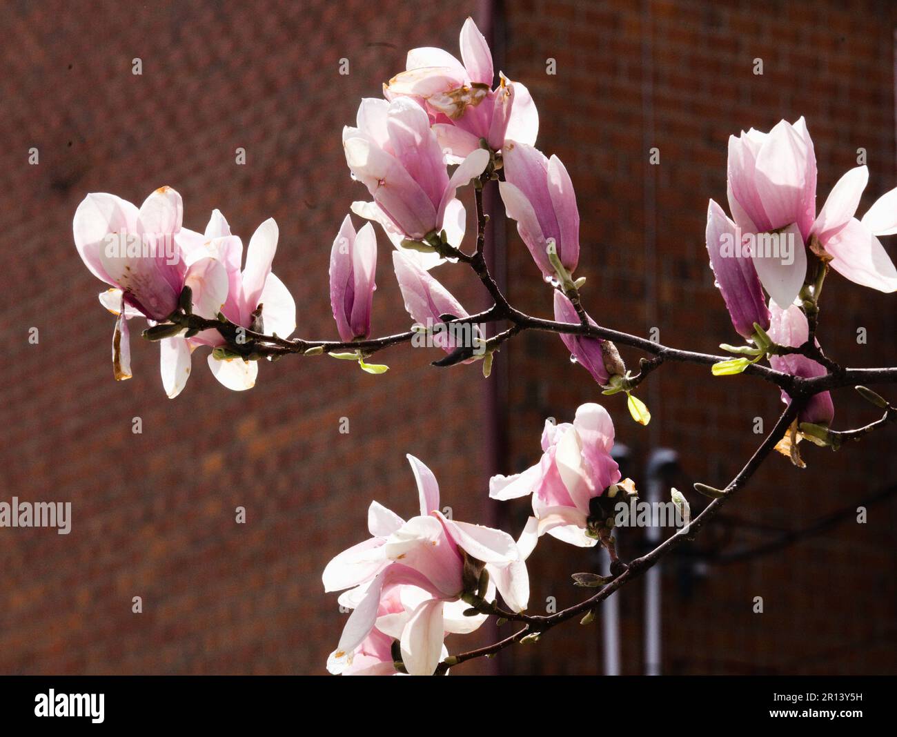 Mangolia, flowers, spring, nature Stock Photo - Alamy