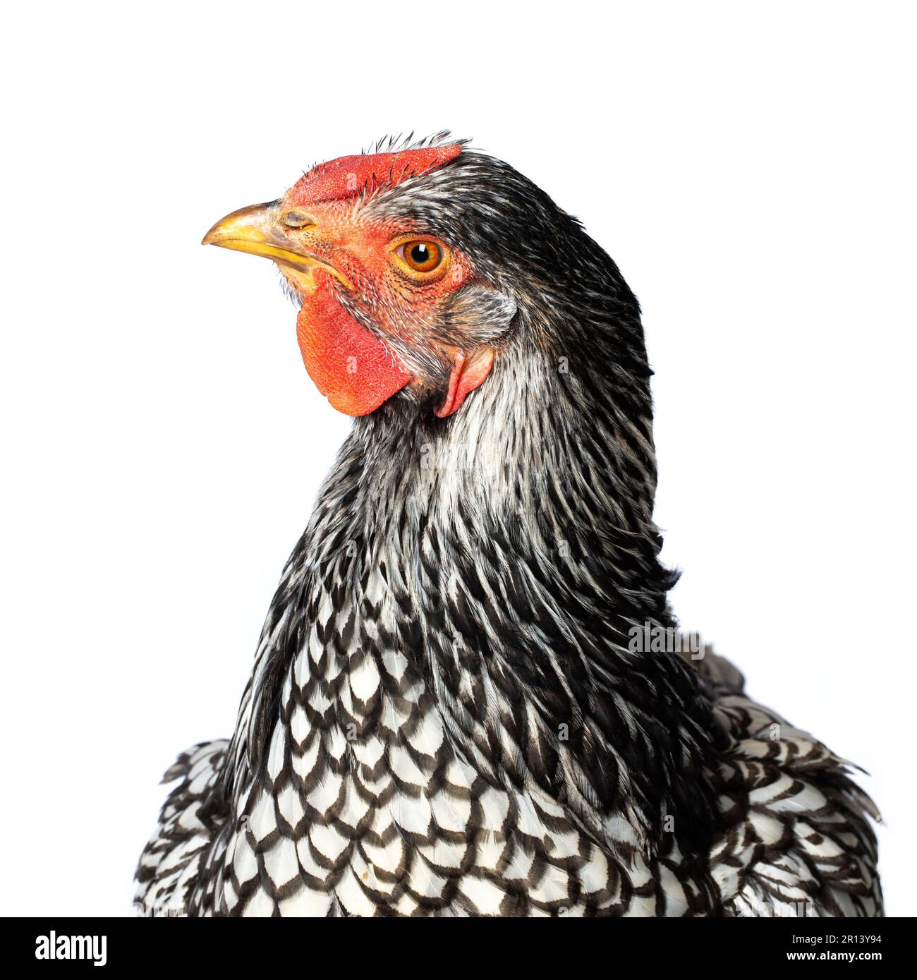 Wyandott chicken isolated on white background and looks to the camera ...