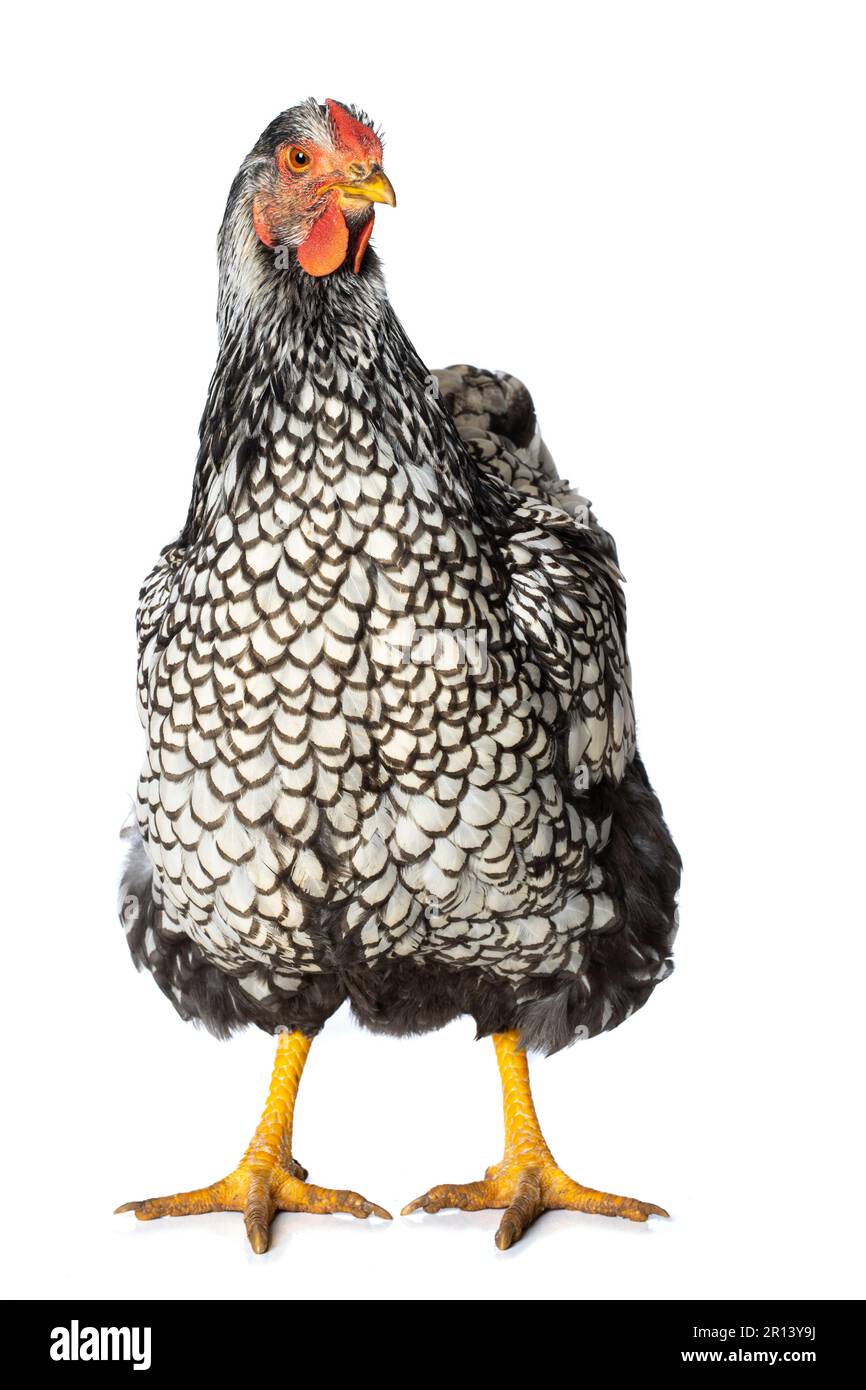 Wyandott chicken isolated on white background and looks to the camera ...